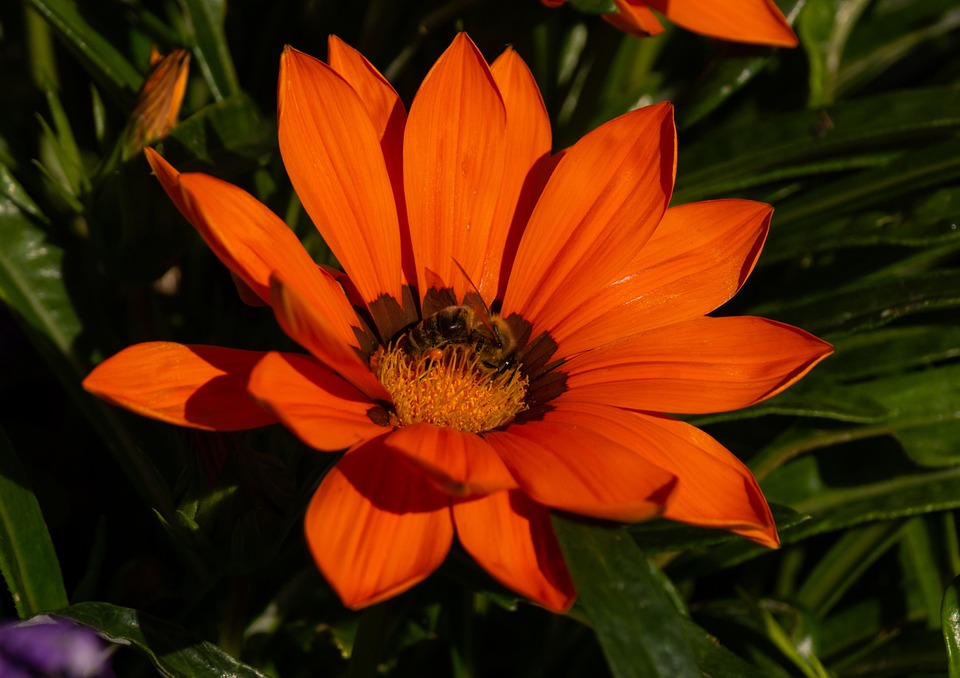 Flower Colour Plant Free Photo On Pixabay Pixabay