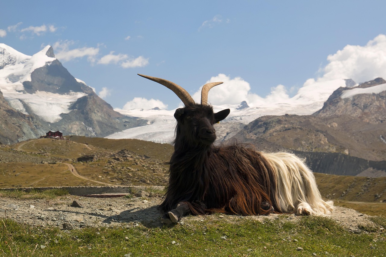 Plus de 50 images de Chèvre Suisse et de Suisse - Pixabay
