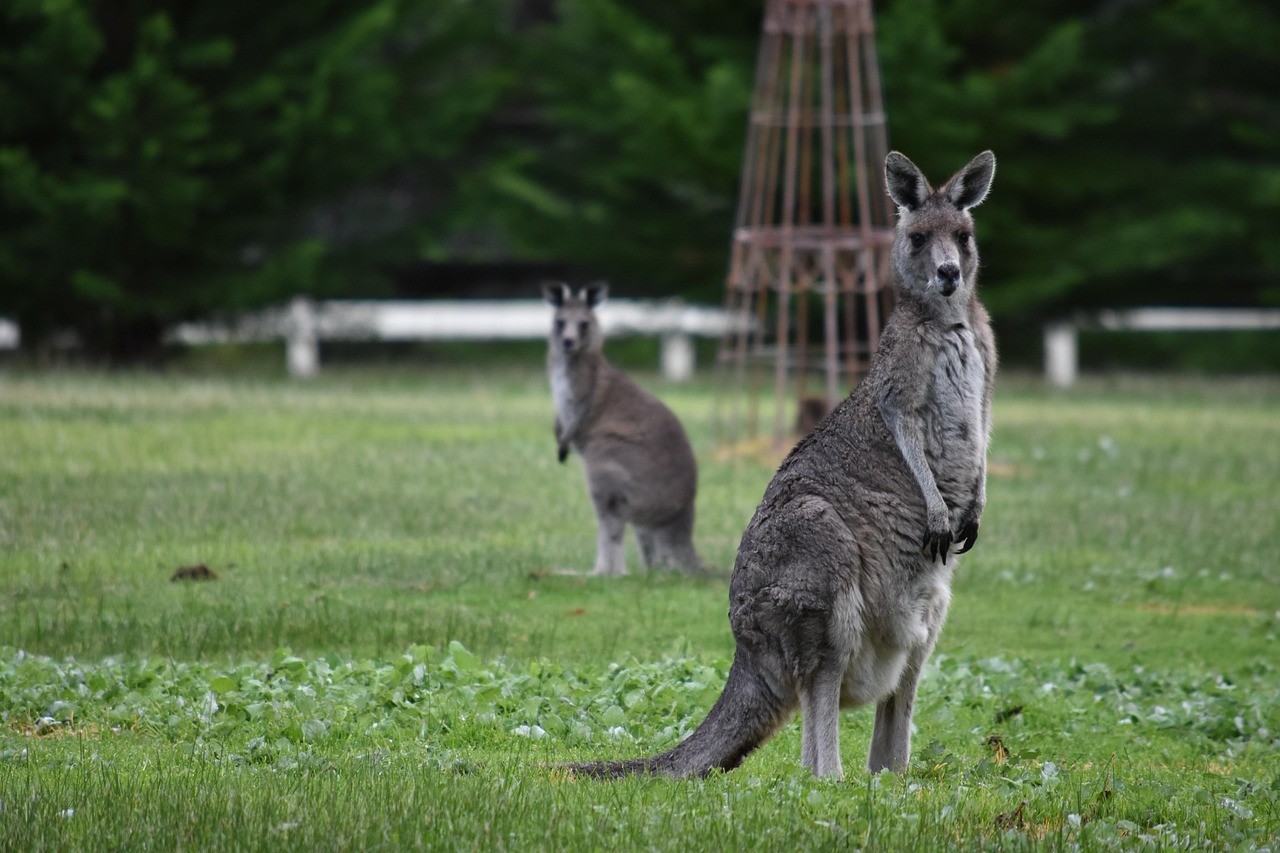 Más de 8 000 imágenes gratis de Australia Canguros y Australia - Pixabay