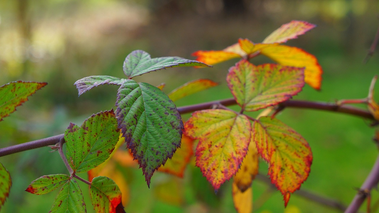Natureza Plantar Folhas - Foto gratuita no Pixabay - Pixabay