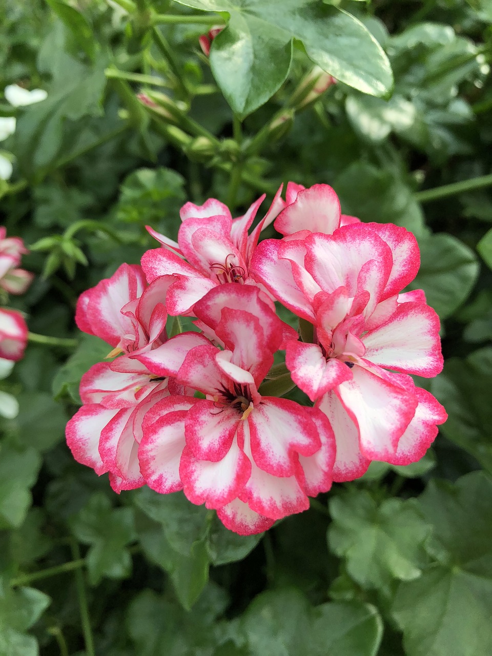 Blume Rosa - Kostenloses Foto auf Pixabay