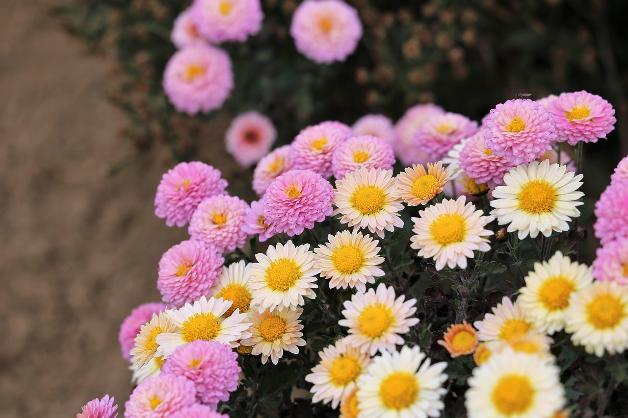 Blumen Im November