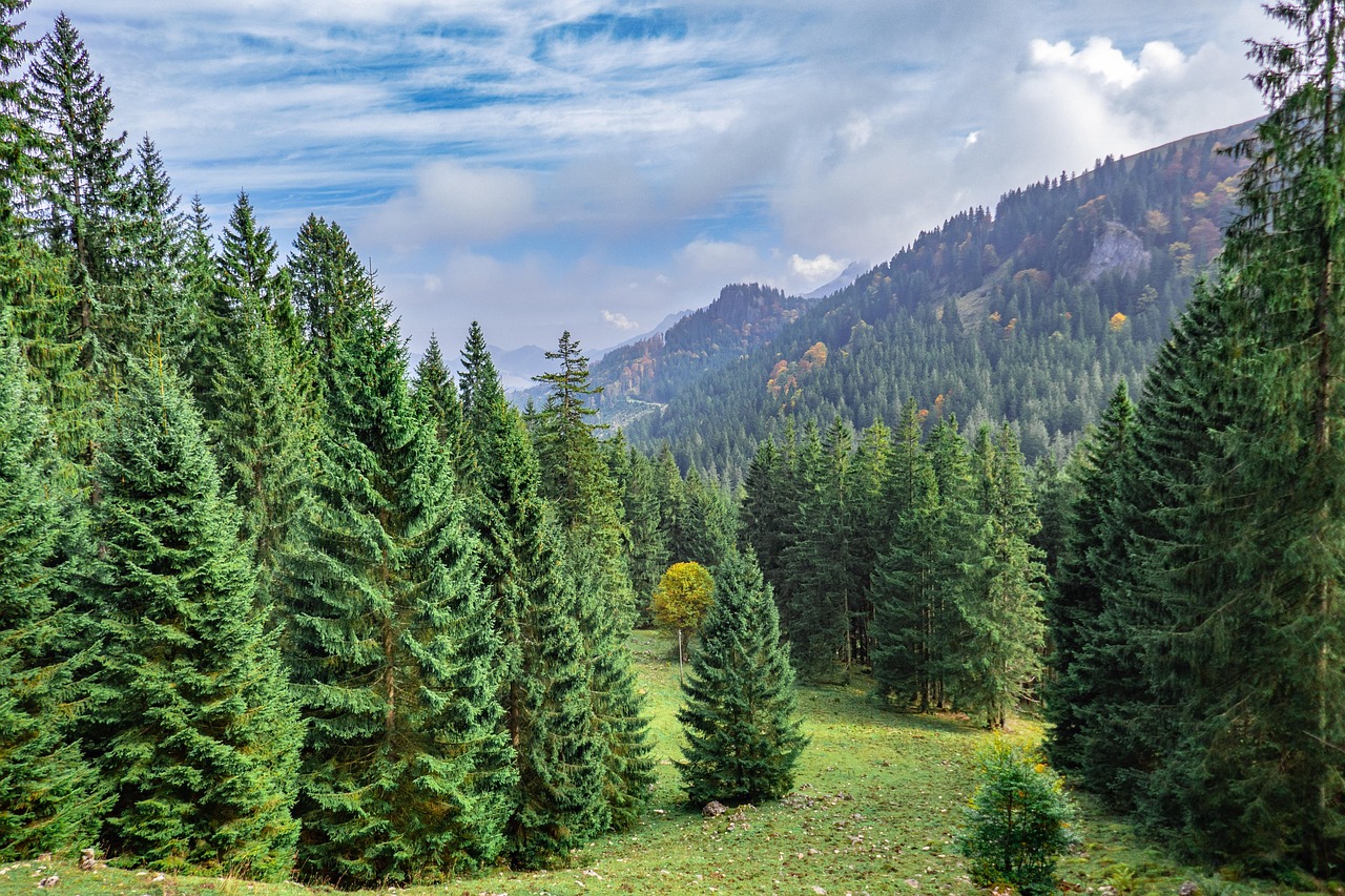 Landscape Forest Trees - Free photo on Pixabay