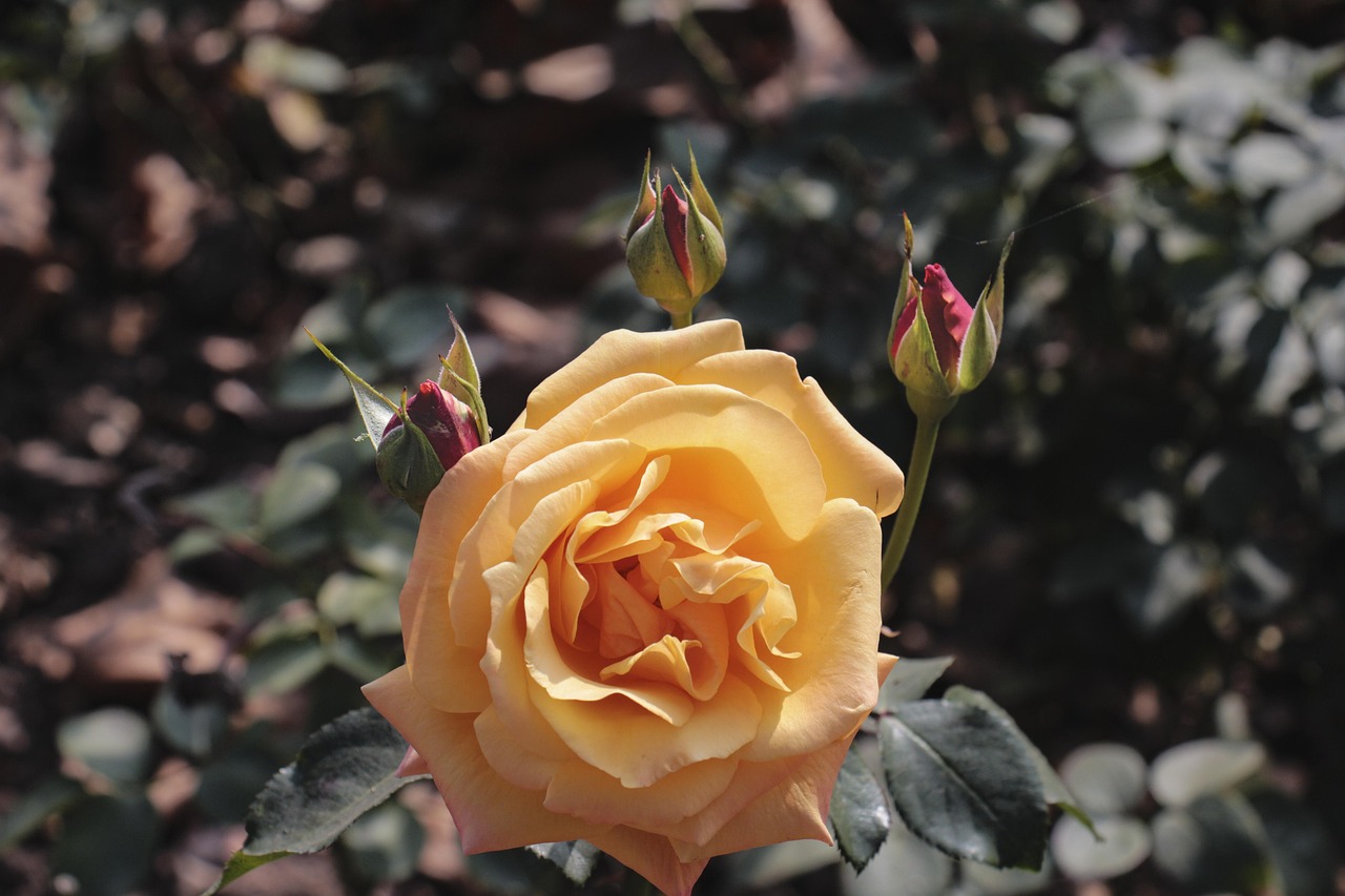 Rose Jaune Fleur - Photo gratuite sur Pixabay - Pixabay