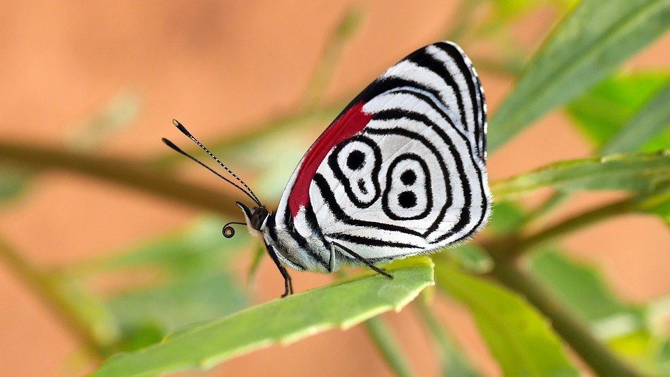 Butterfly Insect Wings - Free photo on Pixabay
