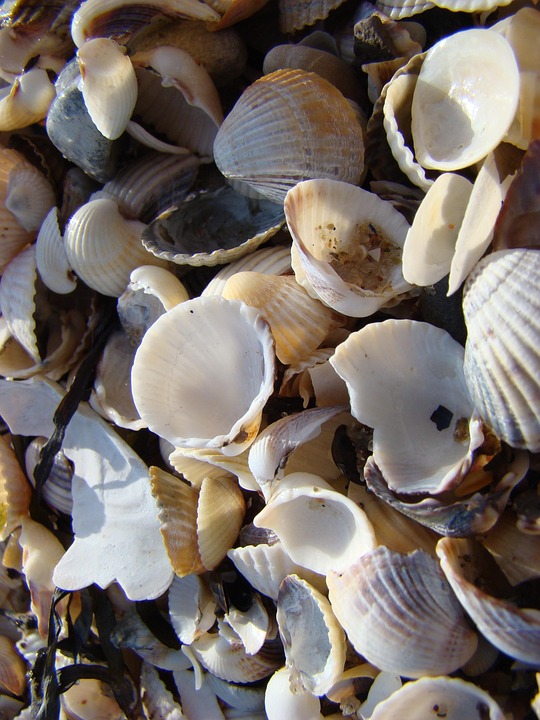 Shellfish Beach Sand - Free photo on Pixabay - Pixabay