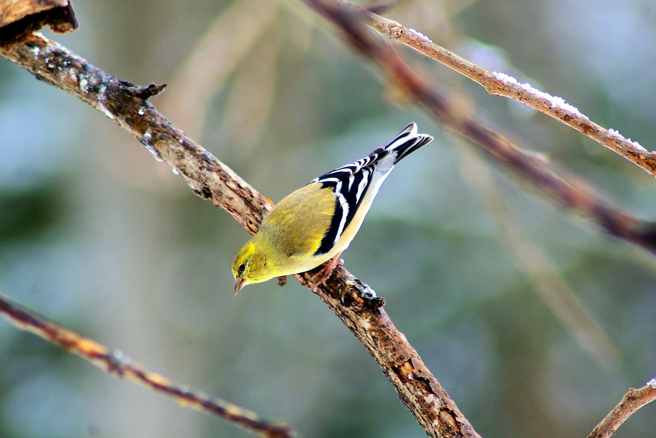 Yellow Winter Finch Goldfinch - Free photo on Pixabay