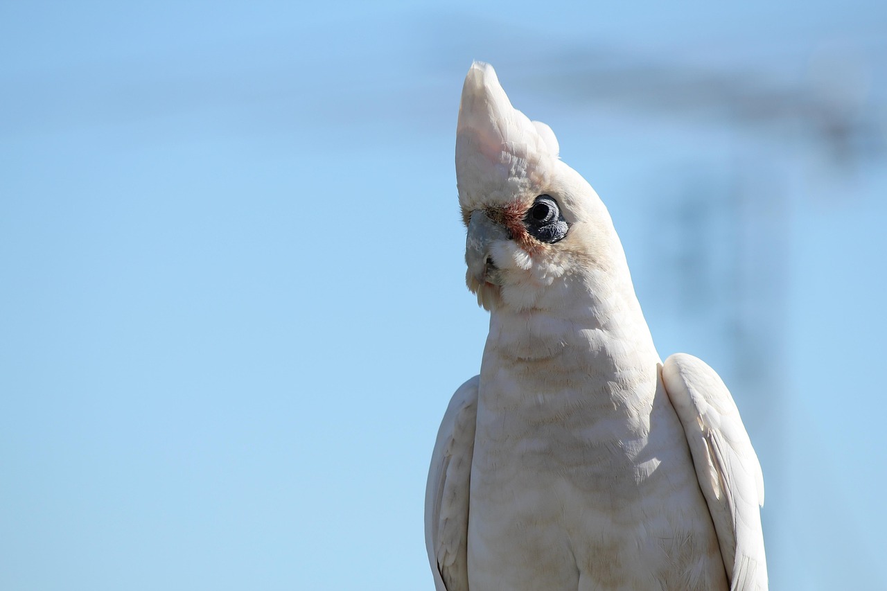 Parrot White Cockatoo Bird - Free photo on Pixabay - Pixabay