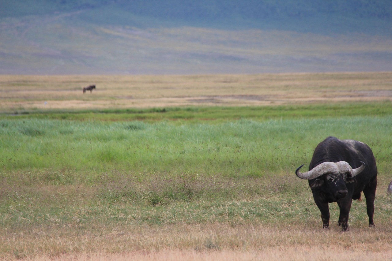 200+ Free Water Buffalo & Buffalo Images - Pixabay