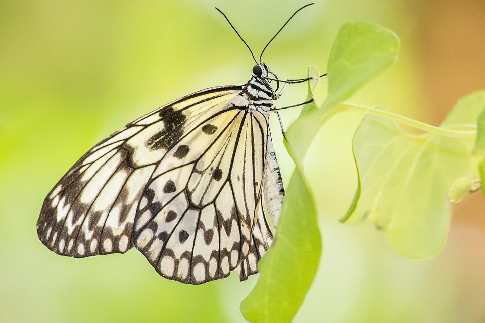 Mariposa Amarillo Bug - Foto gratis en Pixabay - Pixabay