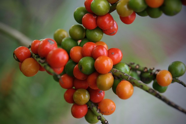 Frutos De Palma Naranja Verde - Foto gratis en Pixabay - Pixabay