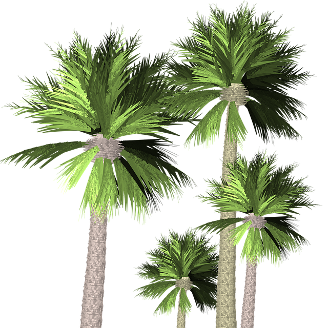 Palmen Transparent Natur - Kostenloses Bild auf Pixabay - Pixabay