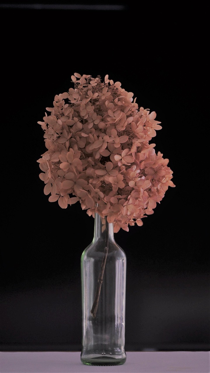 Hydrangea Kering Bunga Dekorasi - Foto gratis di Pixabay - Pixabay