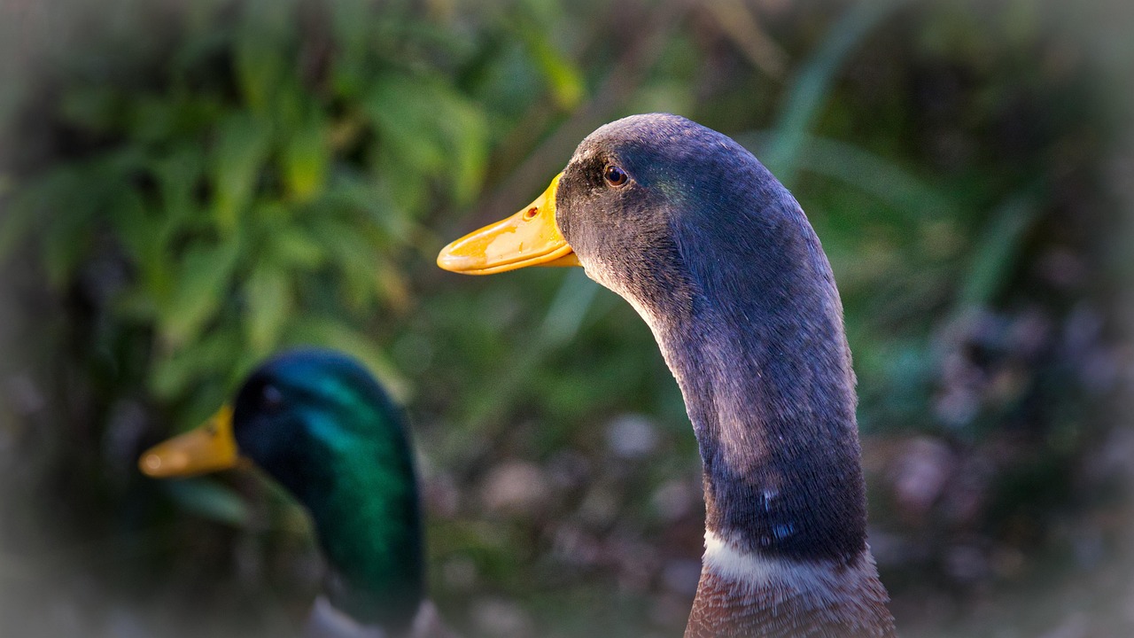 Más de 50 000 imágenes gratis de Cabeza De Pato y Pato - Pixabay
