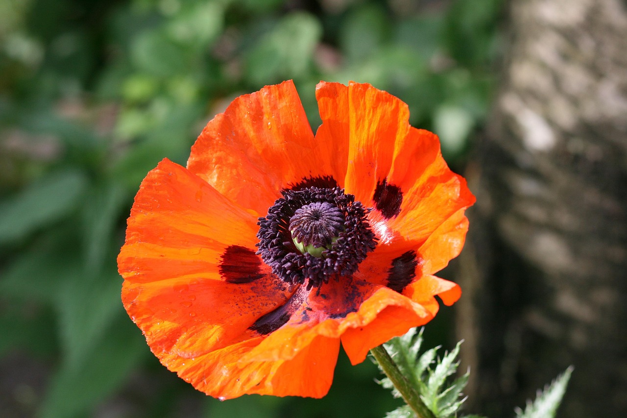 Fleur Coquelicot La Nature - Photo gratuite sur Pixabay - Pixabay