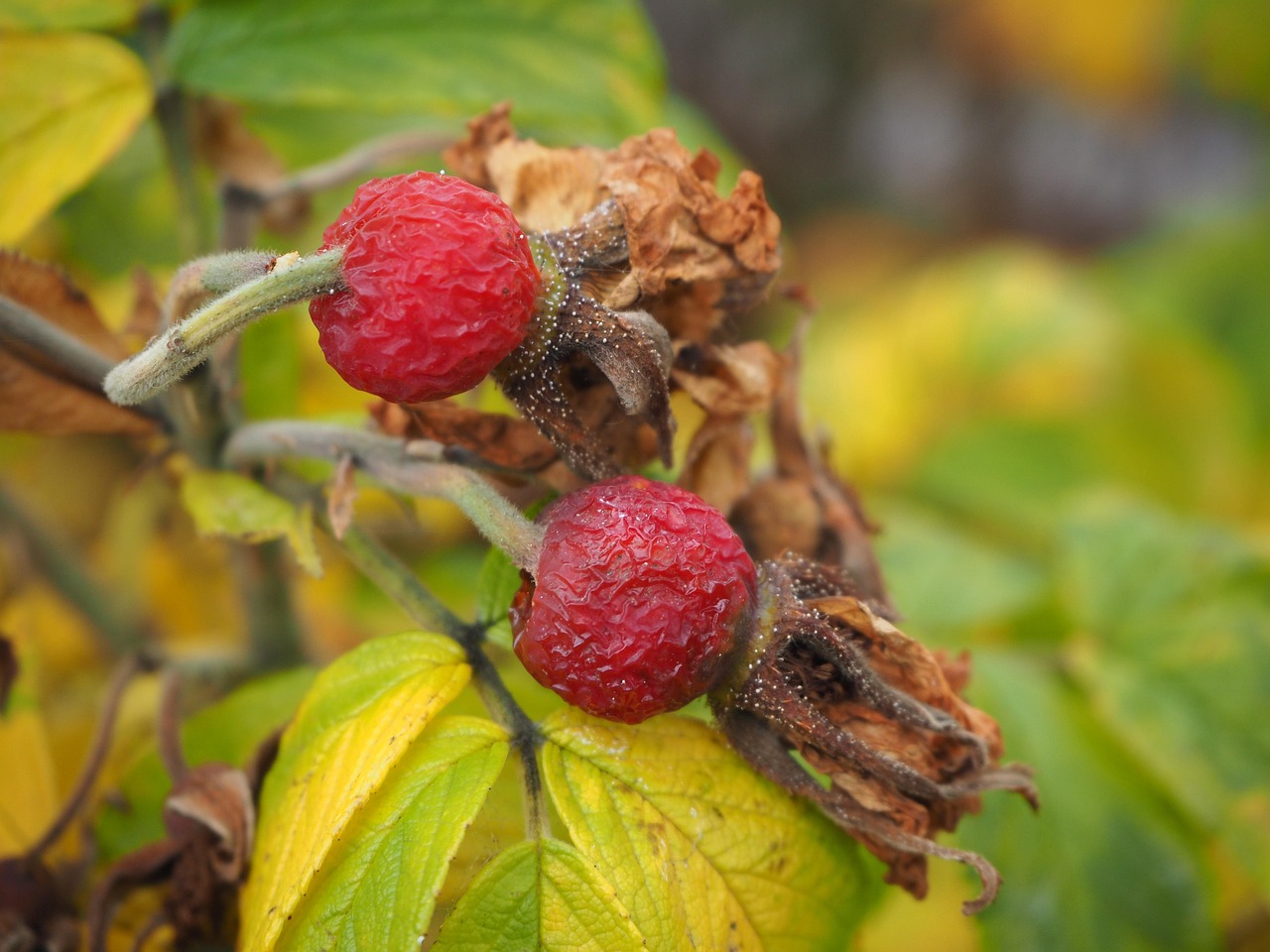 Rosehip Mawar Kentang Layu - Foto gratis di Pixabay - Pixabay