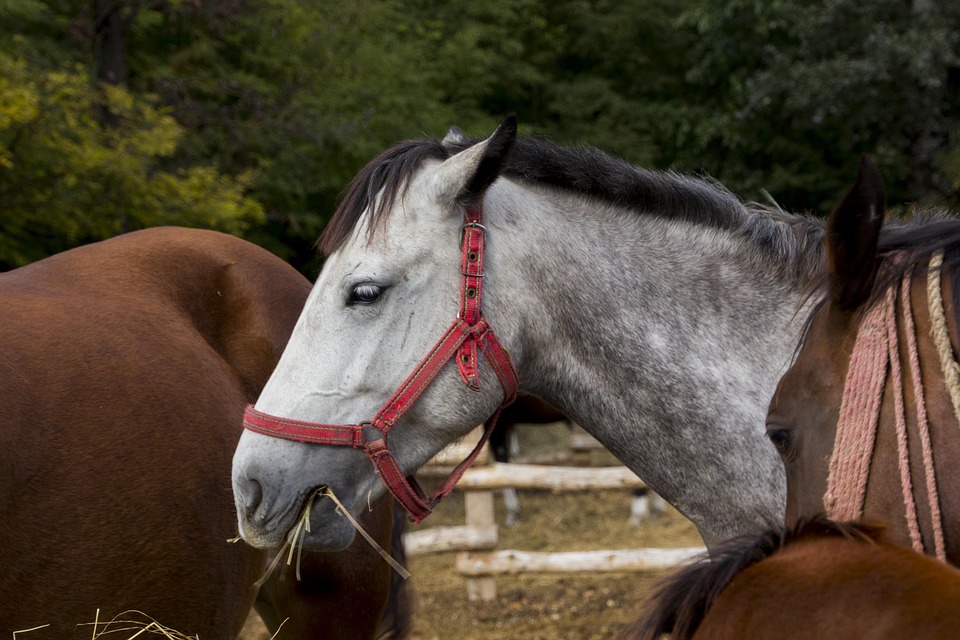Hungary Horse Farm Yard - Free photo on Pixabay