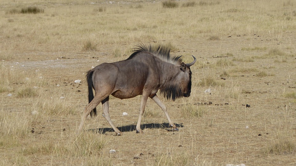 Namibia Gnu Nature - Free photo on Pixabay - Pixabay