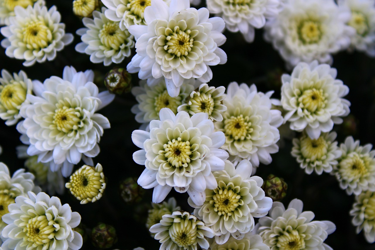 Chrysanthemums Chrysanthemum Bloom - Free photo on Pixabay - Pixabay