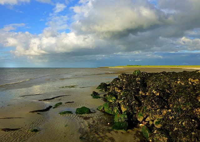 La Mer Du Nord Plage Côte - Photo gratuite sur Pixabay - Pixabay