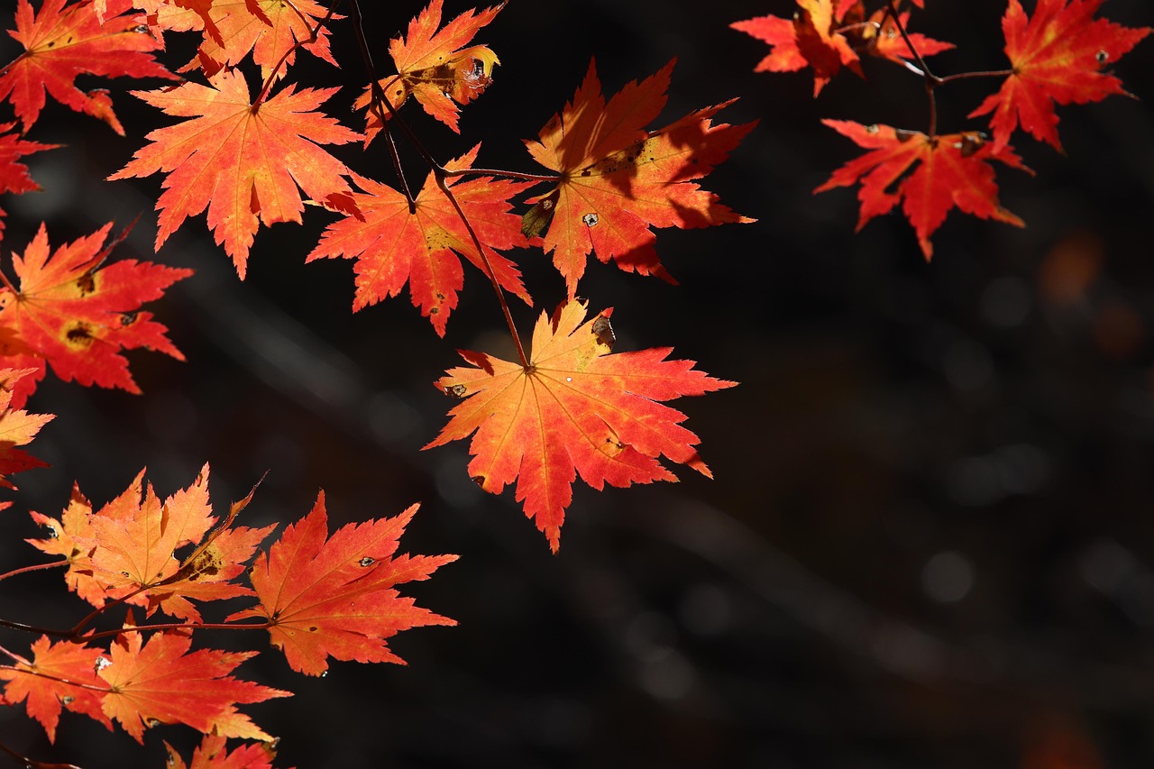 Autumn Leaves Maple Tree Leaf - Free photo on Pixabay - Pixabay