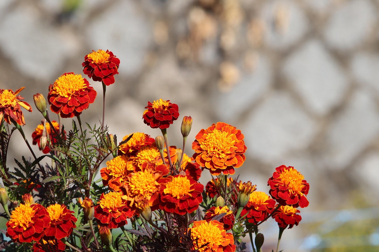 Wildflower Autumn Nature - Free photo on Pixabay