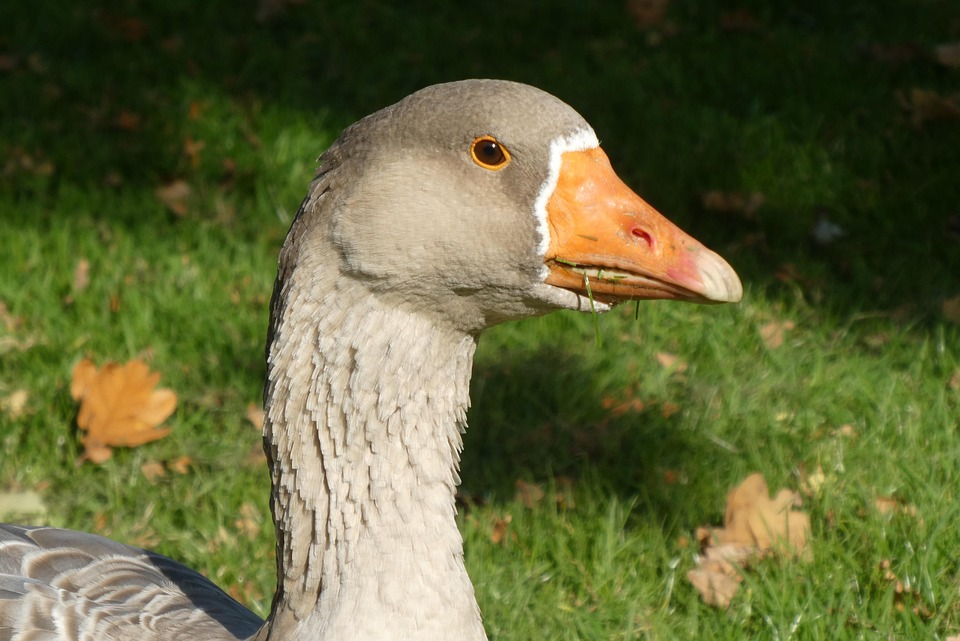 Gans Schnabel Lebensmittel - Kostenloses Foto auf Pixabay