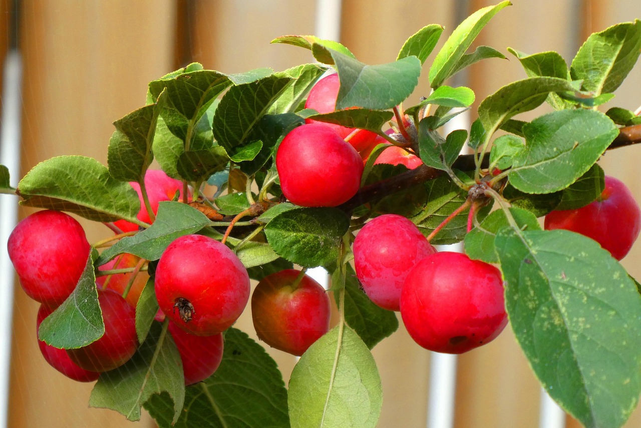 1,000+ Free Autumn Apple & Autumn Images - Pixabay