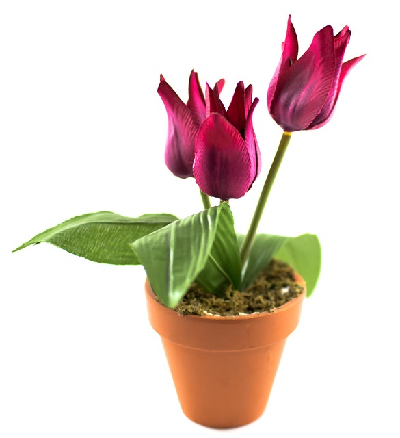 Flower Pot Flowers - Free photo on Pixabay - Pixabay