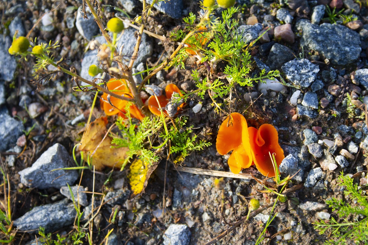 Mushroom Fall Forest - Free photo on Pixabay