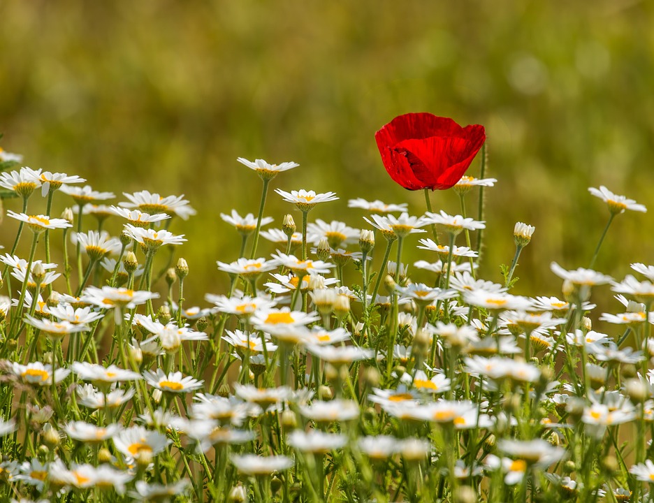 Poppy Daisy Flowers - Free photo on Pixabay
