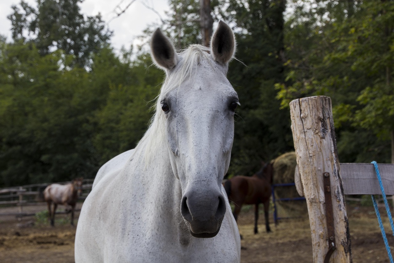 Hungary Horse Farm Yard - Free photo on Pixabay - Pixabay