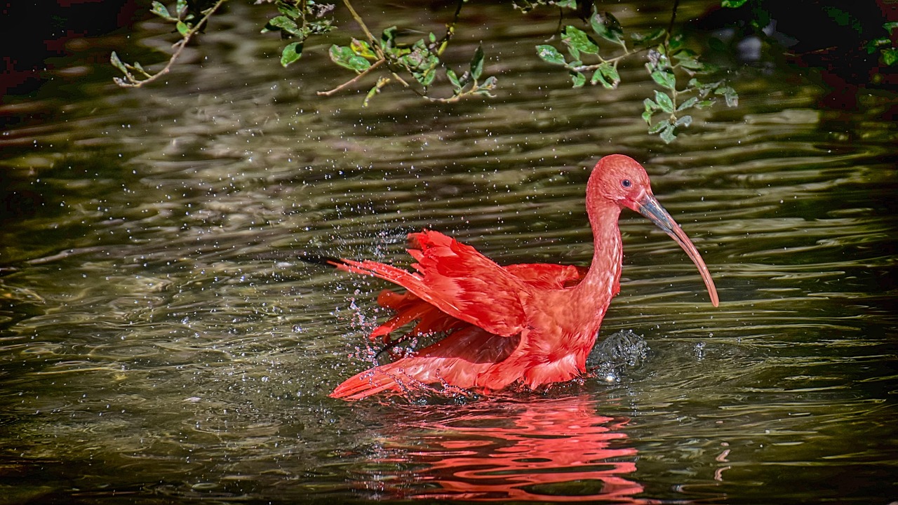 80+ Free Scarlet Ibis & Ibis Photos - Pixabay