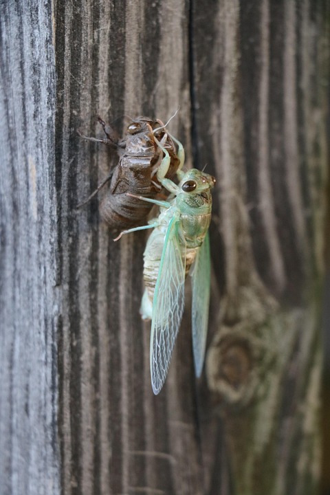 Bug Cicada Life Cycle - Free photo on Pixabay - Pixabay