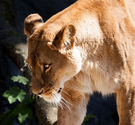 200+ Free Female Lion & Lion Images - Pixabay