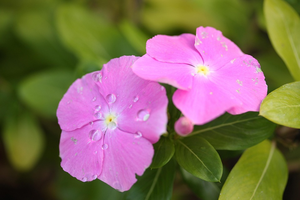Flower Purple Macro - Free photo on Pixabay