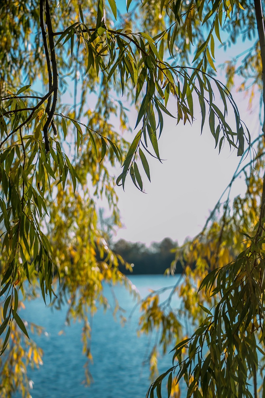 200,000+ Free Weeping Willow Tree & Weeping Willow Images - Pixabay