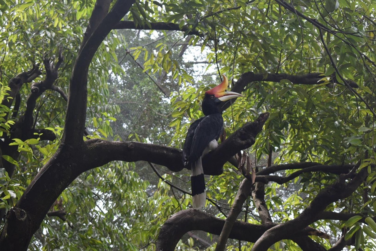 200+ Free Hornbill & Bird Images - Pixabay