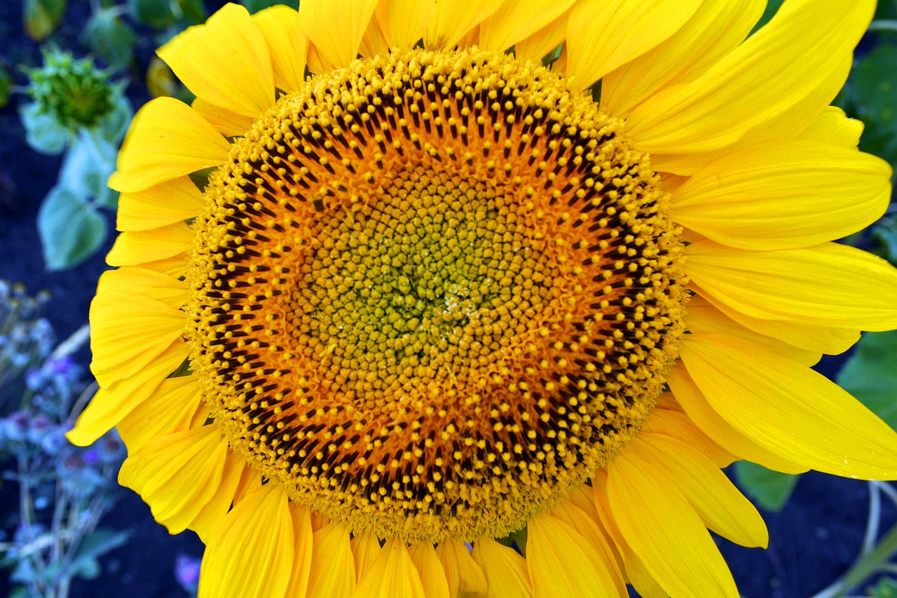 Tournesol Fleurs L'Été - Photo gratuite sur Pixabay - Pixabay