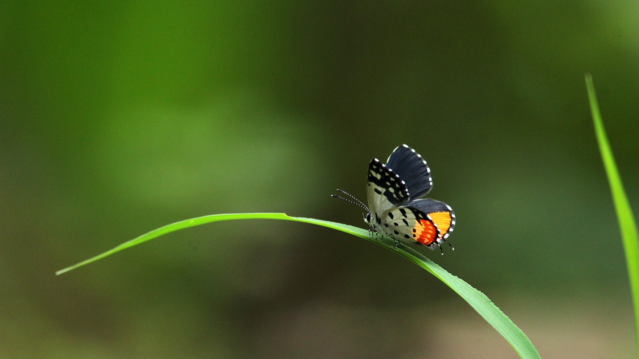 Butterfly Sitting Grass - Free photo on Pixabay - Pixabay