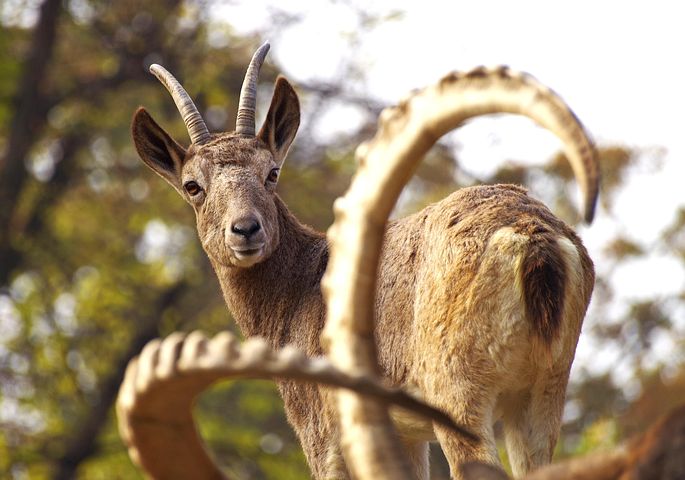 200+ Free Capricorn & Animal Photos - Pixabay