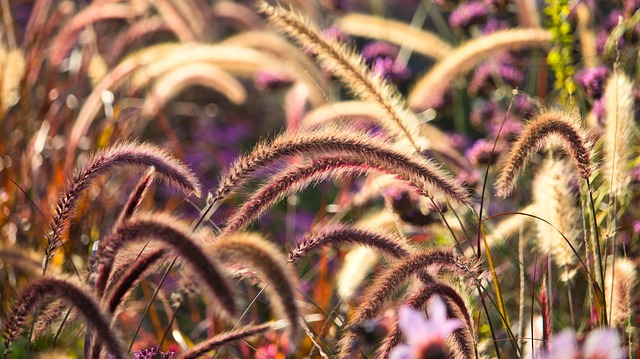 Grasses Autumn Bright Light - Free photo on Pixabay