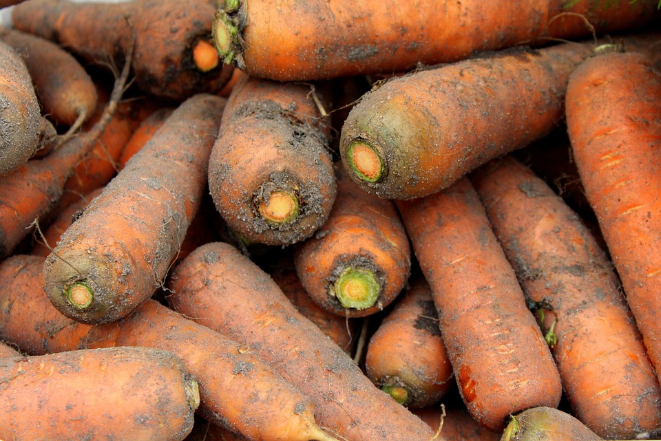 Carrot Bio A Vegetable - Free photo on Pixabay - Pixabay