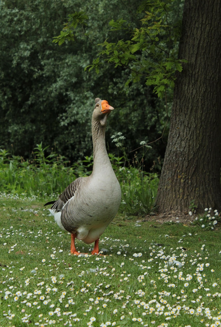 Ganso Ave Aves Acuáticas - Foto gratis en Pixabay