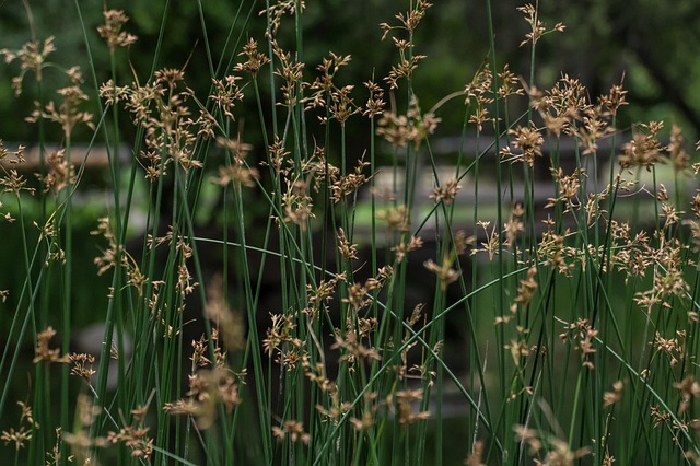 Grasses Nature Landscape - Free photo on Pixabay