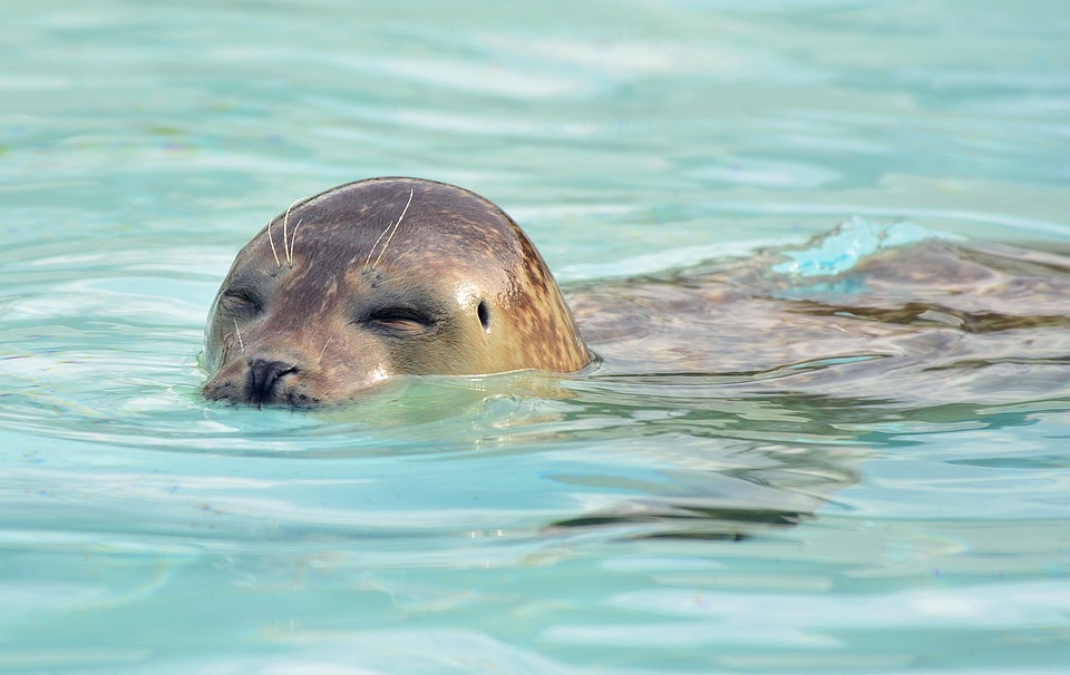 Seal Zoo Water - Free photo on Pixabay