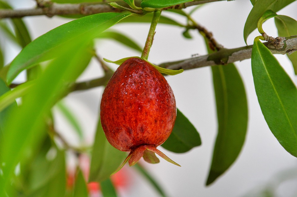 Cherry Fruit Mature - Free photo on Pixabay - Pixabay