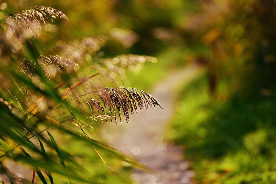 Plume Reed Soft - Free photo on Pixabay