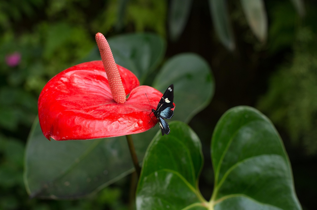 Bloem Butterfly Natuur - Gratis foto op Pixabay - Pixabay