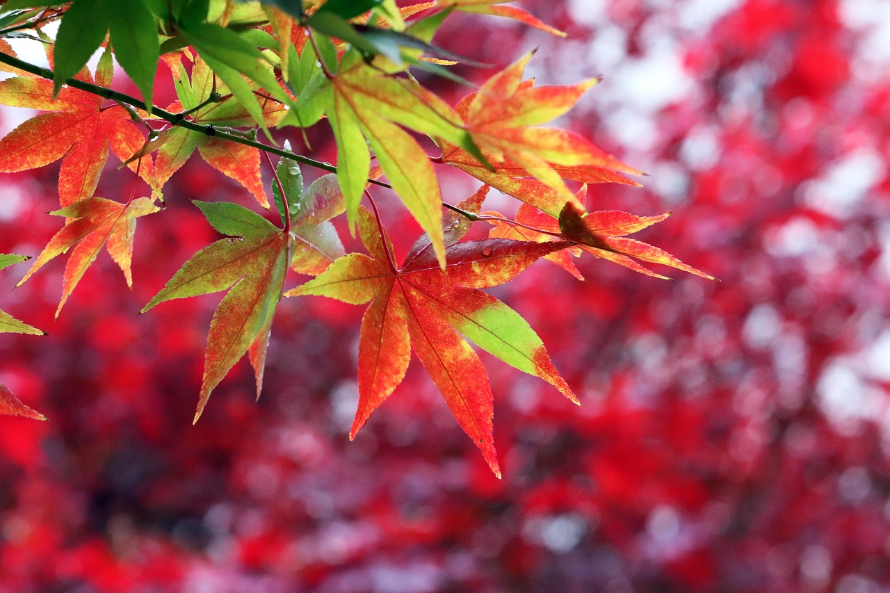 Autumn Leaves Maple Tree - Free photo on Pixabay